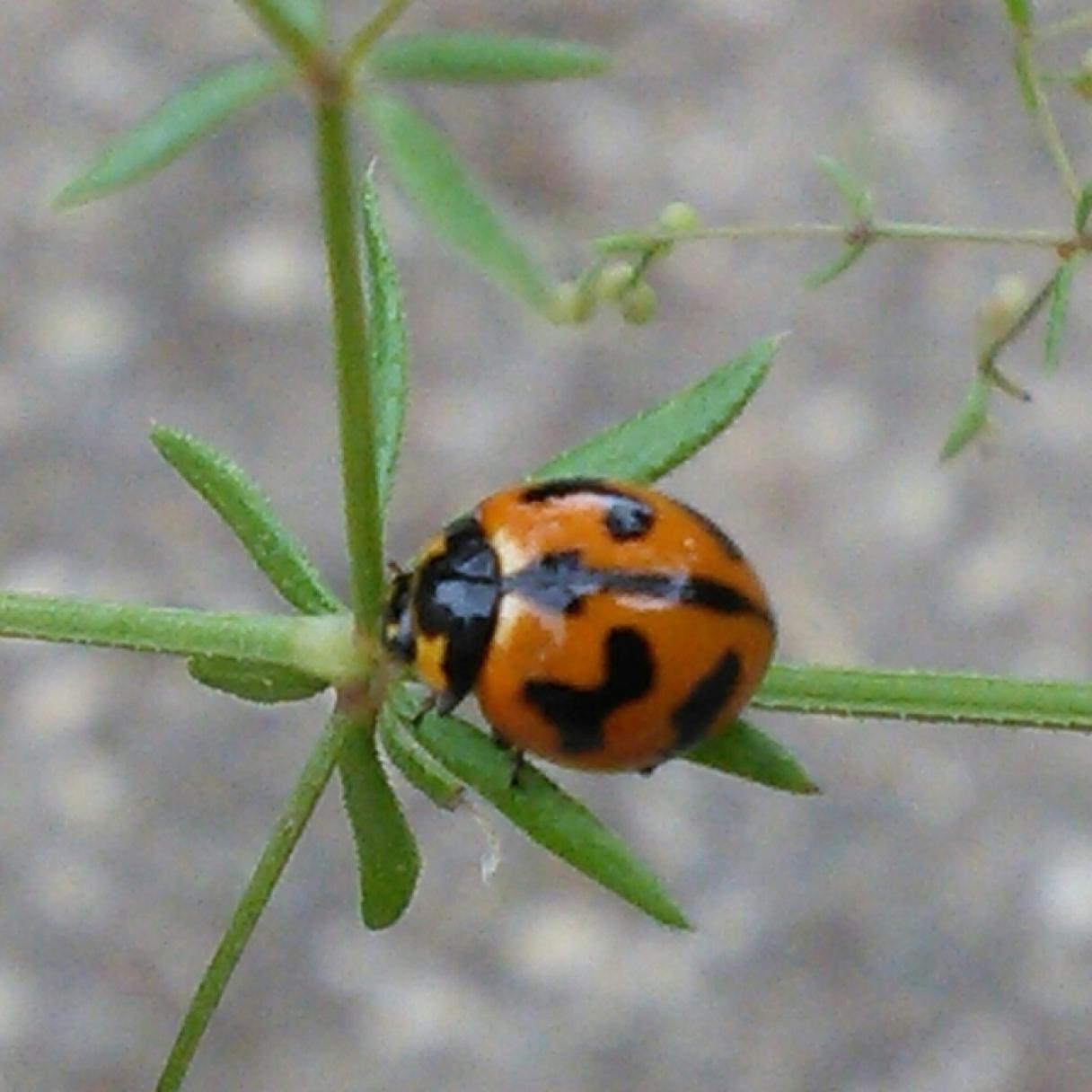 Aikawa Object Detection Dataset by Holl