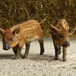 resize Object Detection Dataset by YOLOv5imagesresize