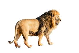 lion image Object Detection Dataset by dhana