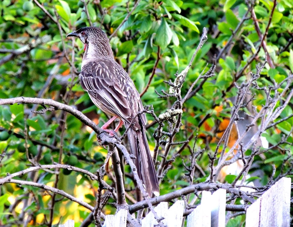 Bird Object Detection Dataset by z Billy Camel