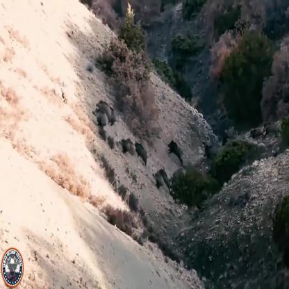 Wild Boar Detection Object Detection Dataset and Pre-Trained Model by Corbin Helms