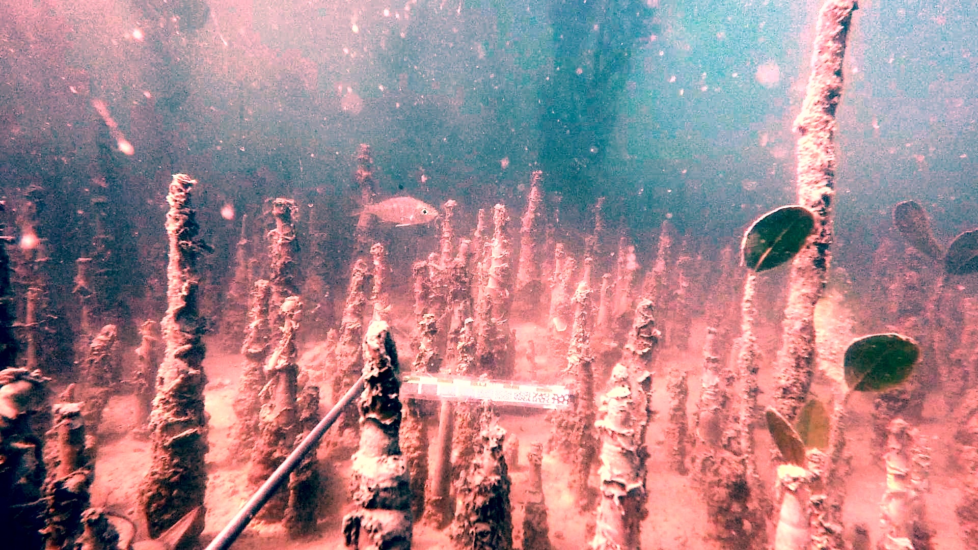 Underwater Fish Detection Object Detection Dataset and Pre-Trained Model by underwater fish