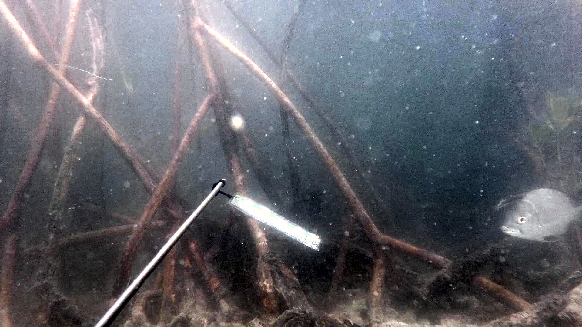 How to Use the UnderWater Fish Detection Object Detection API How to Use the UnderWater Fish Detection Object Detection API