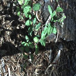 Top Siam_weed Datasets and Models | Roboflow Universe