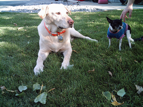 Pascal Voc Object Detection Dataset By Object