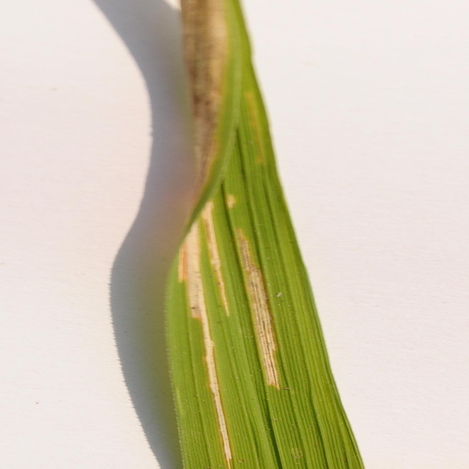 plantdet rice leaf disease setection Object Detection Dataset and Pre ...