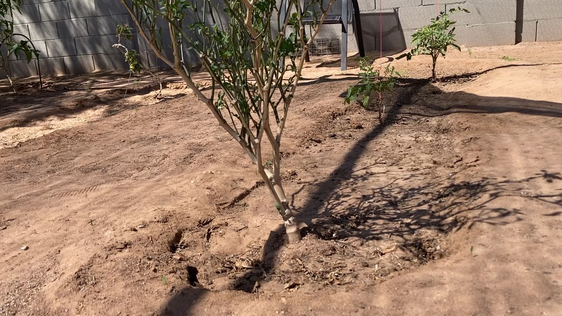 Hot Pepper Fruit Vs Hot Pepper Plant Object Detection Dataset and Pre ...