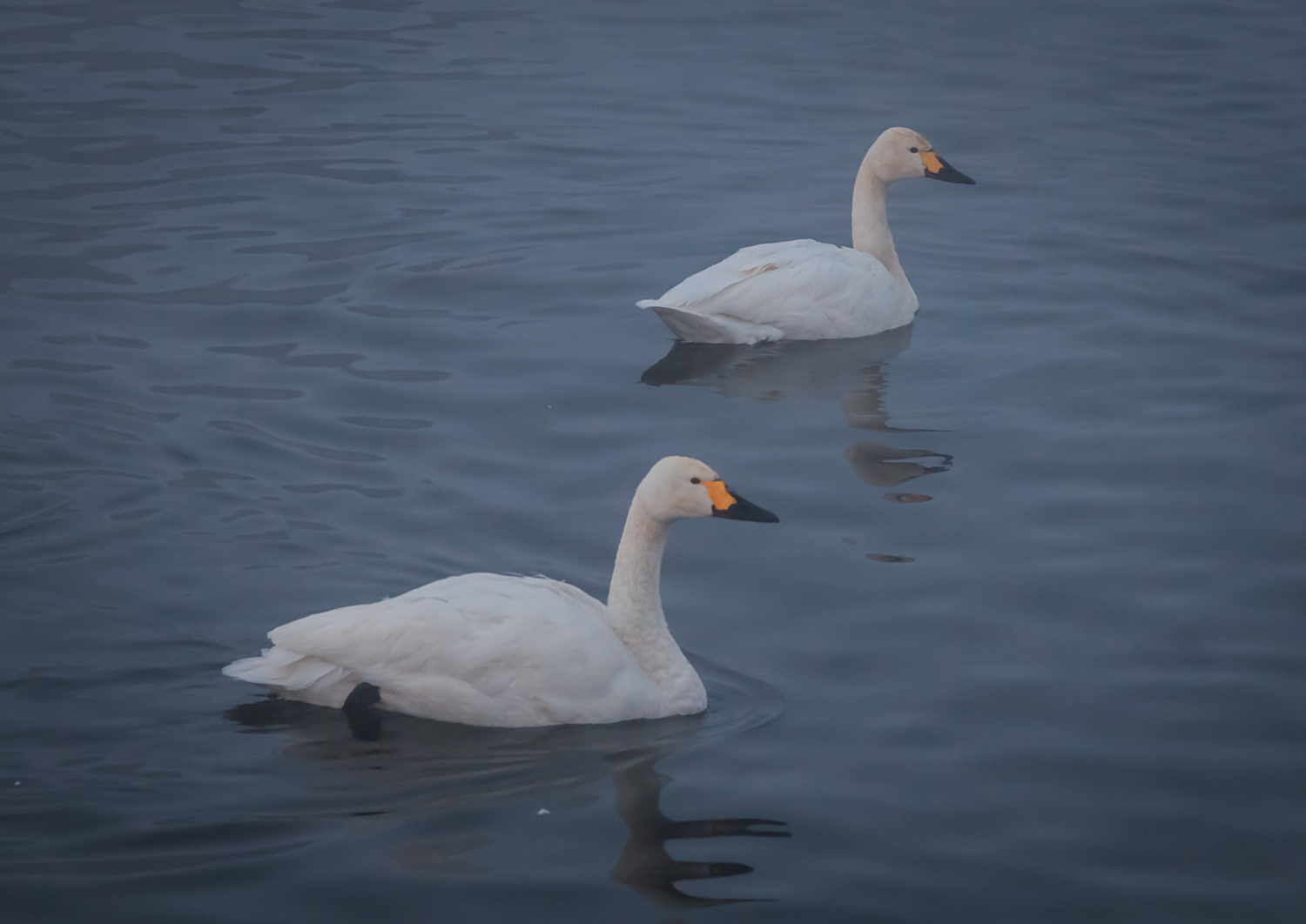 Swan Detection Object Detection Dataset By Stepan Vysotskiy