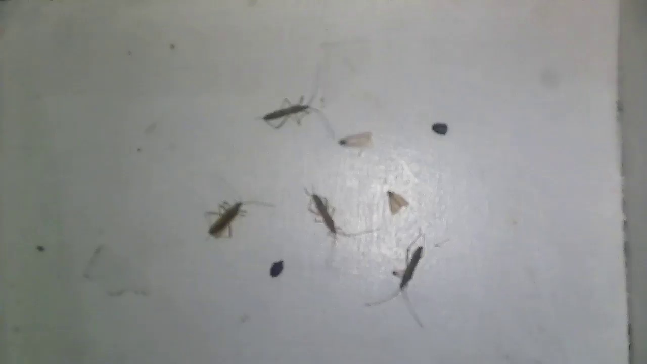 Paddy Rice Insects Object Detection Dataset And Pre Trained Model By
