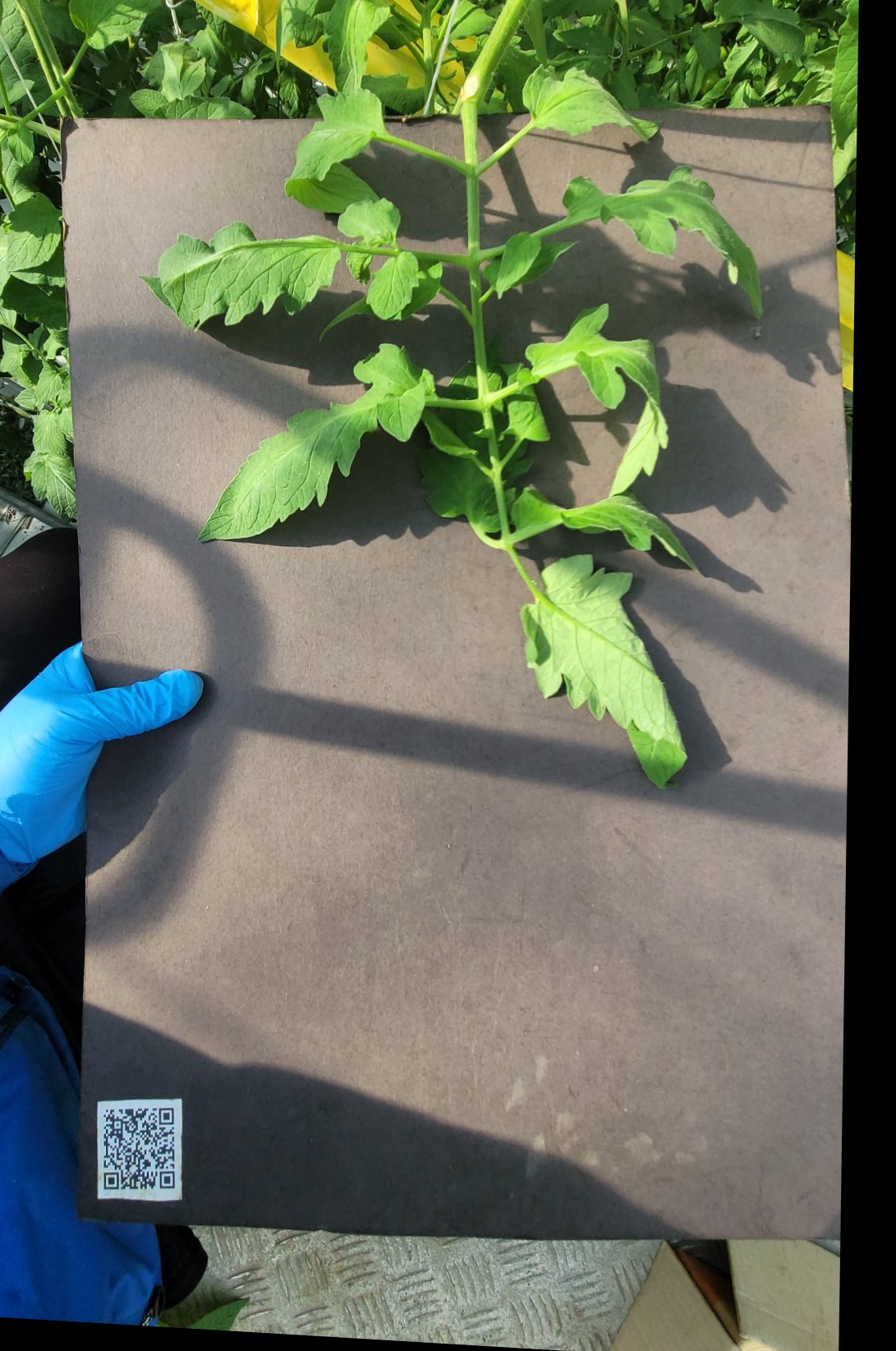 Calibration_leaf Object Detection Dataset by project-dtrfz