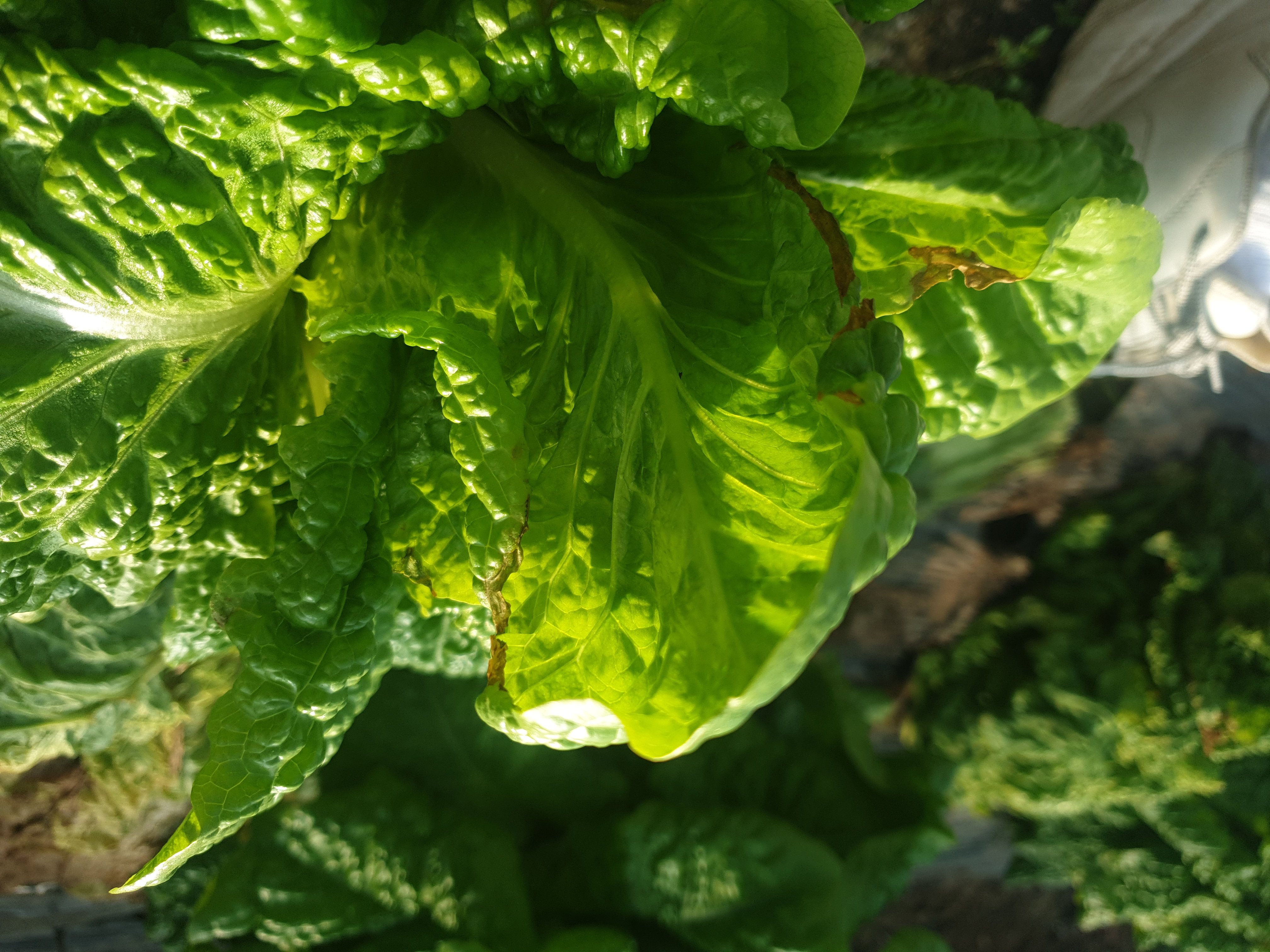 lettuce Instance Segmentation Dataset by project-dtrfz