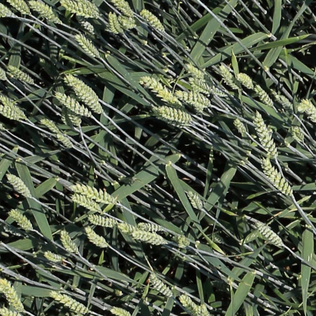 Wheat Object Detection Dataset by iden