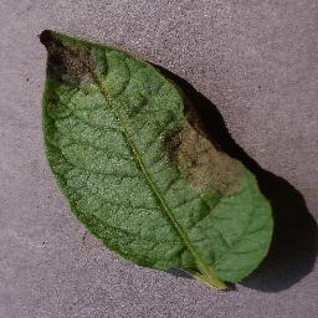 How to Use the Late Blight Disease Instance Segmentation API