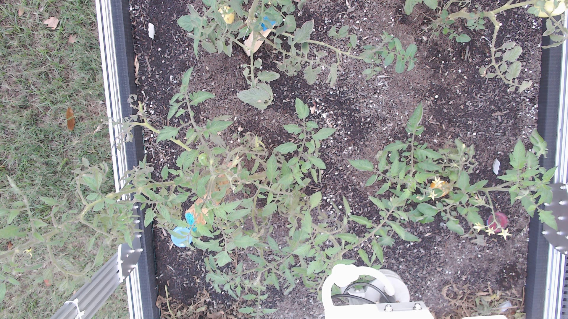 Tomato Detection Object Detection Dataset By Mnelms