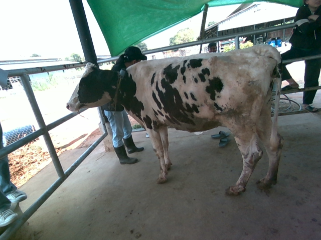 cow Object Detection Dataset by project-y4ba1