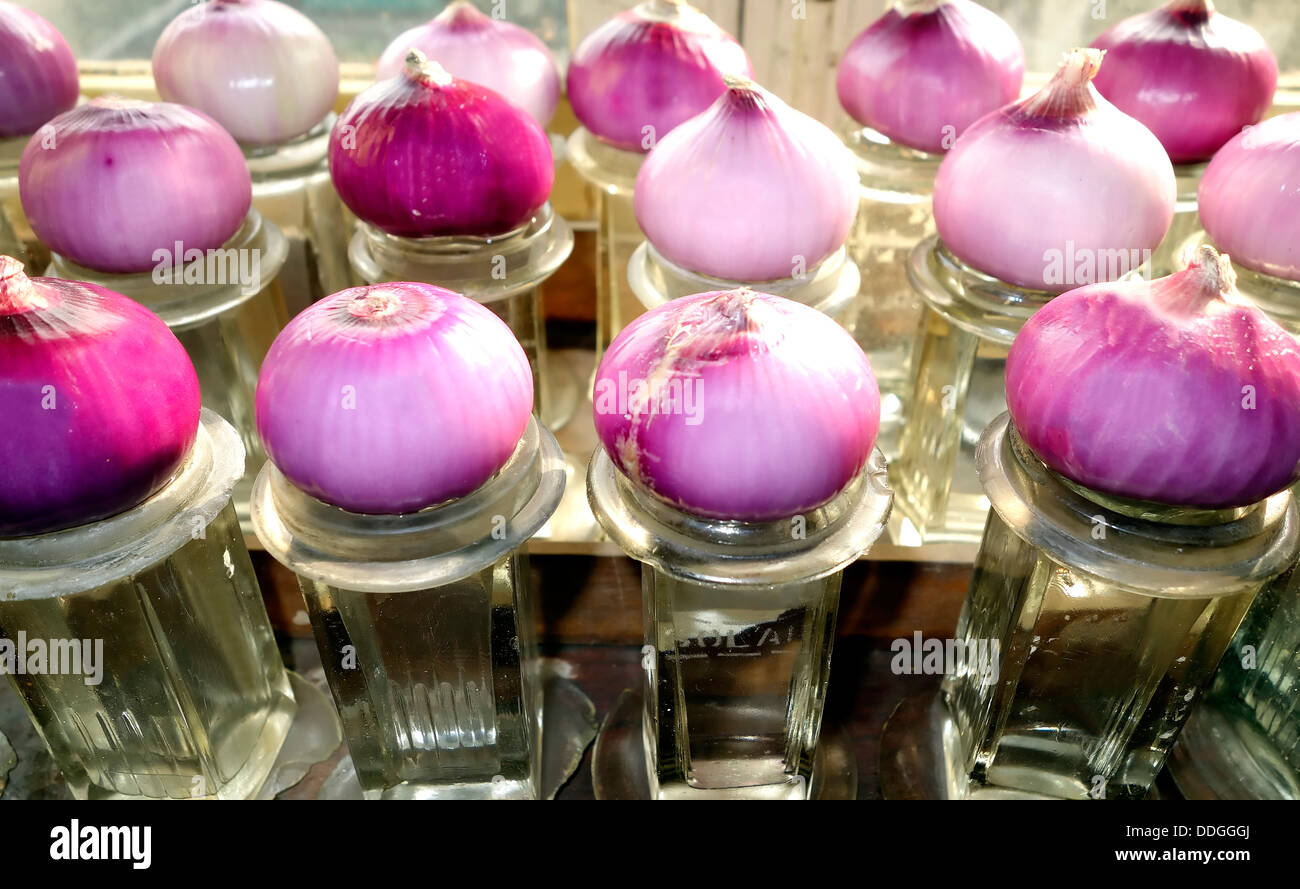 Onion-Cell-Merged-v3 Object Detection Dataset and Pre-Trained Model by CSC173 Project