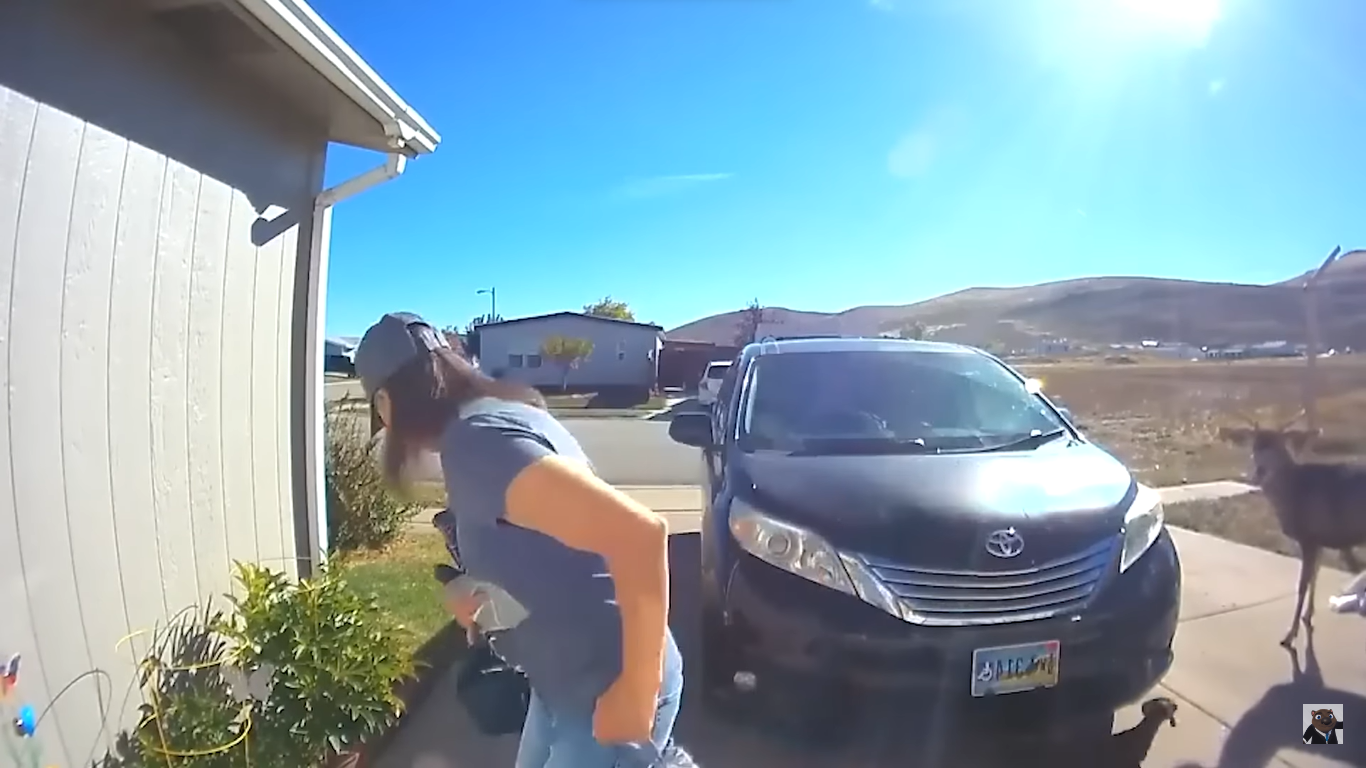 weapon_animal_detection Object Detection Dataset and Pre-Trained Model by labeling