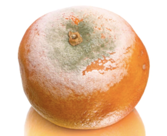 How To Use The Citrus Object Detection Object Detection Api