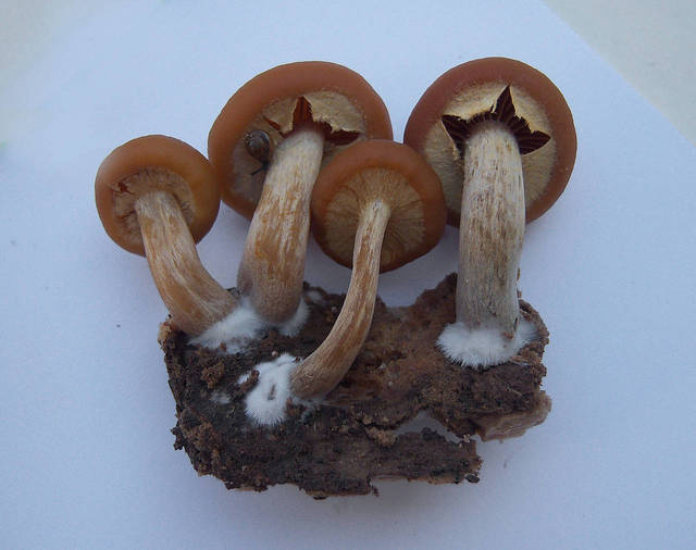 Mushroom Dataset Object Detection Dataset By Erik Norheim Ca
