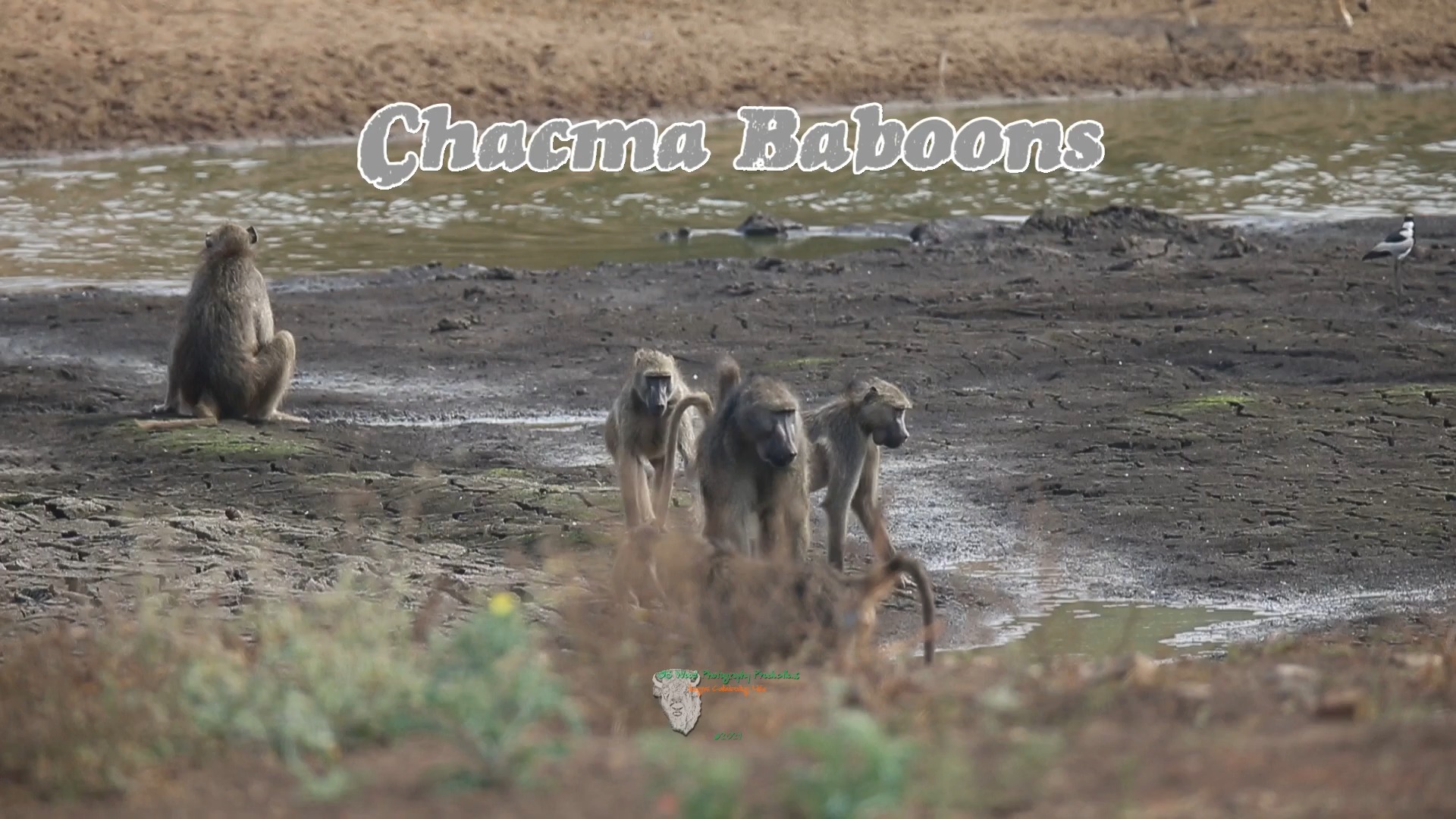 Human And Baboon Object Detection Dataset By Ben