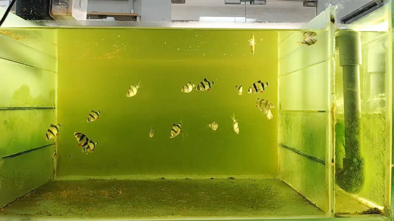 Fish Object Detection Dataset by Zhen Tao