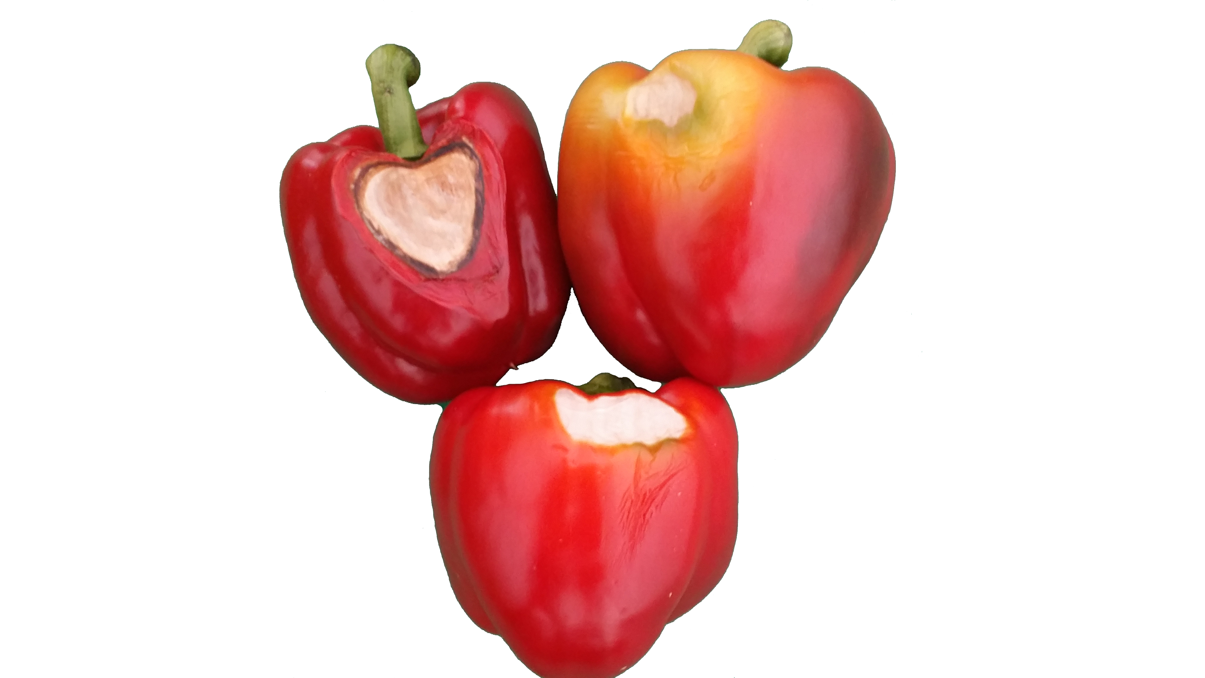 pepper test Object Detection Dataset by JBNU