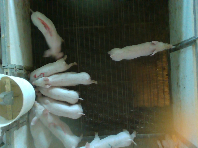 marked pigs 2 Instance Segmentation Dataset by PIG