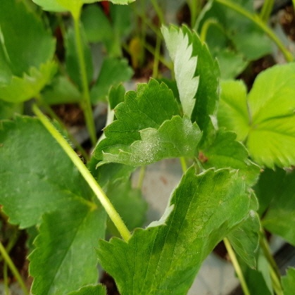 Capstone Project Object Detection Dataset and Pre-Trained Model by Capstone Project Workspace