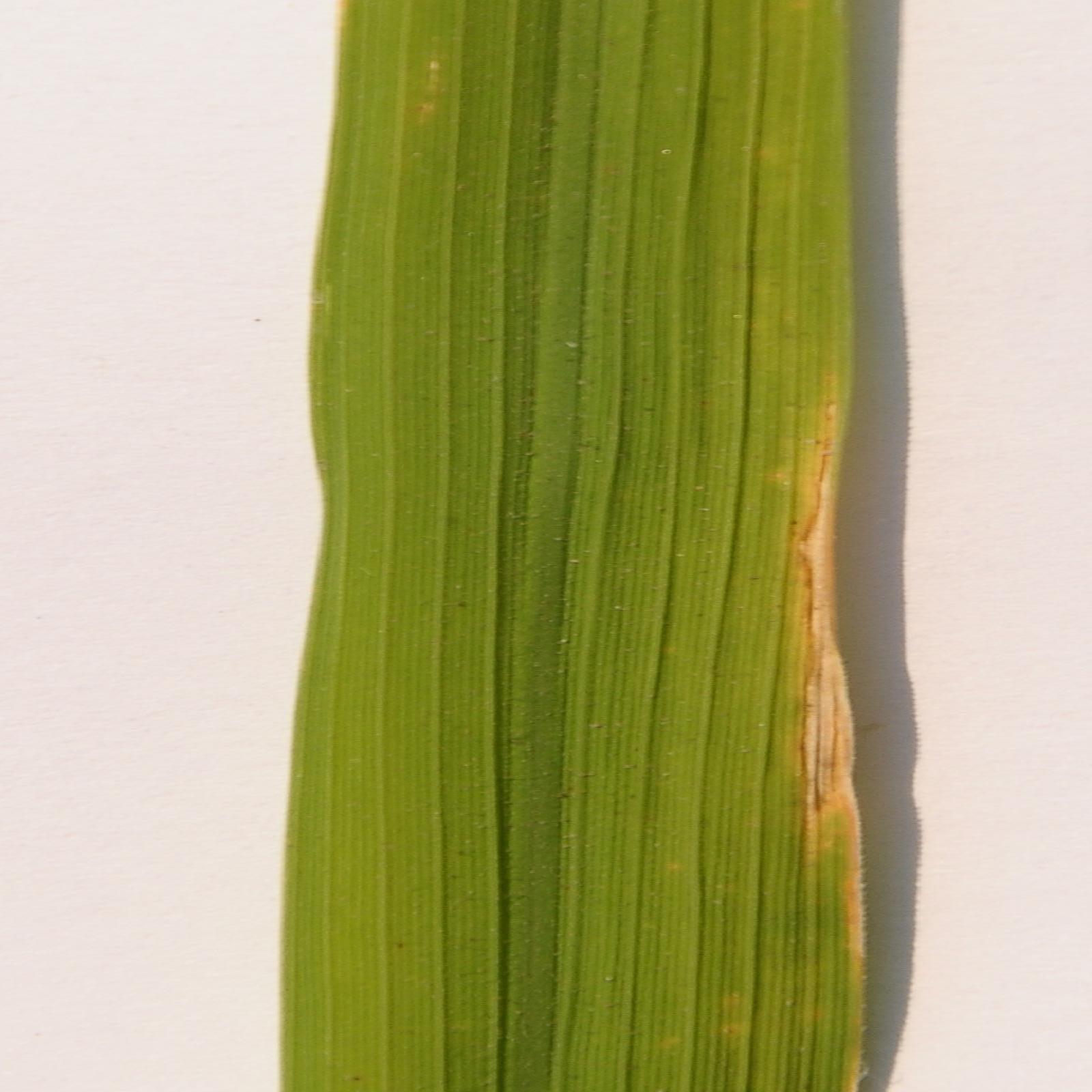 Group5-Rice Leaf Disease Datasets Object Detection Dataset by TIP