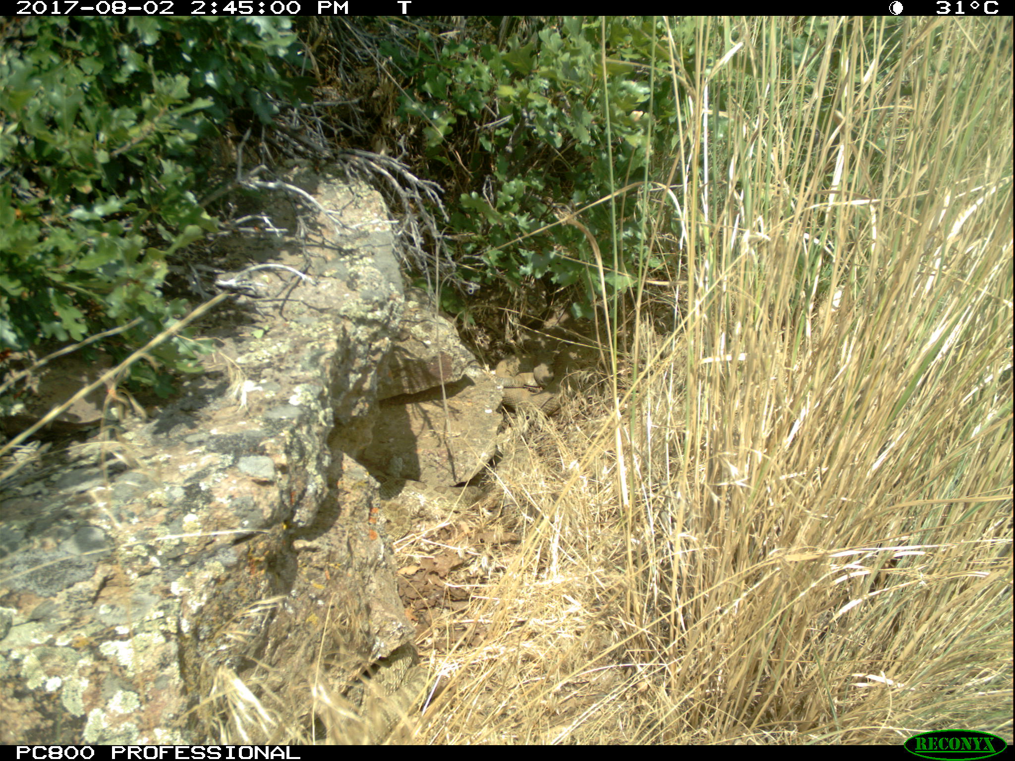 Anthony Vo Roboflow Universe