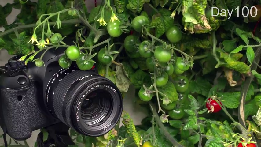 tomatsu Object Detection Dataset by nabila salma