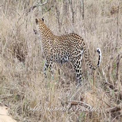 Endangered animals Object Detection Dataset by sliit