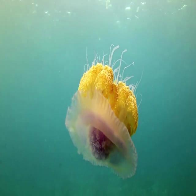 Underwater Project Instance Segmentation Dataset And Pre Trained Model By Advaith R