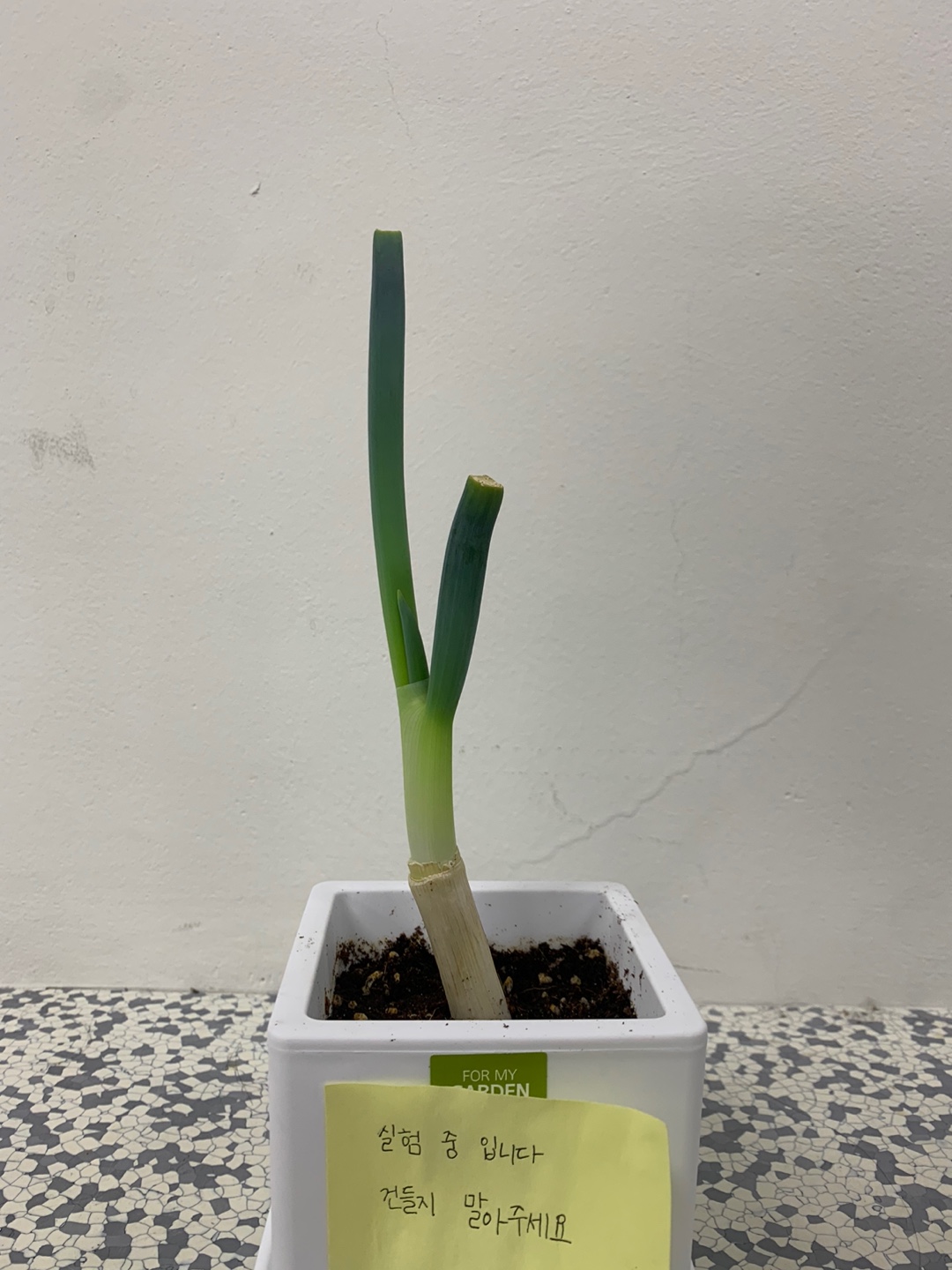 dkdk Object Detection Dataset by applepi