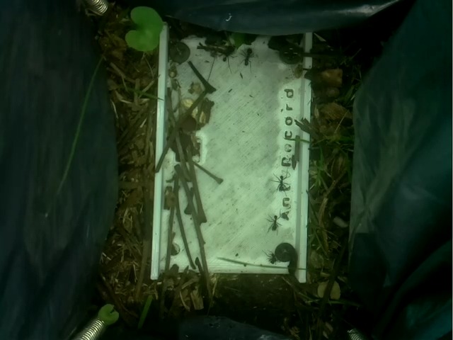 Ant Tracking Object Detection Dataset by Proyecto Hormiga