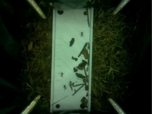 Ant Tracking Object Detection Dataset And Pre Trained Model By Proyecto