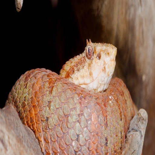 snakes Instance Segmentation Dataset and Pre-Trained Model by snake