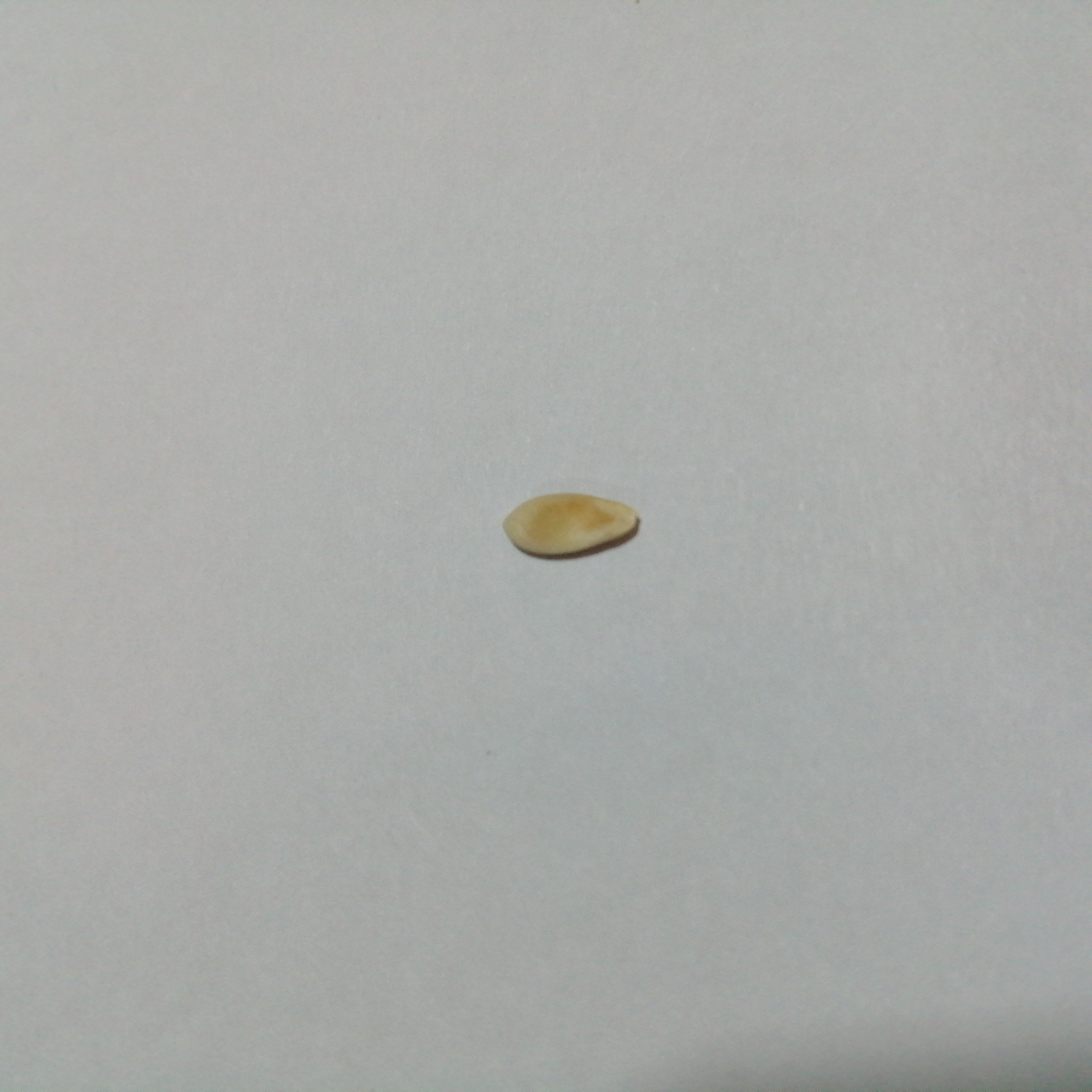 vegetable Object Detection Dataset and Pre-Trained Model by elf