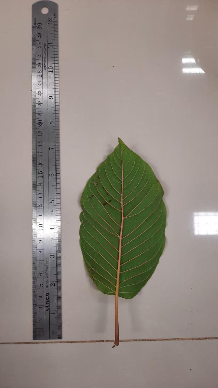 Ver3 Object Detection Dataset By Prince Of Songkla University