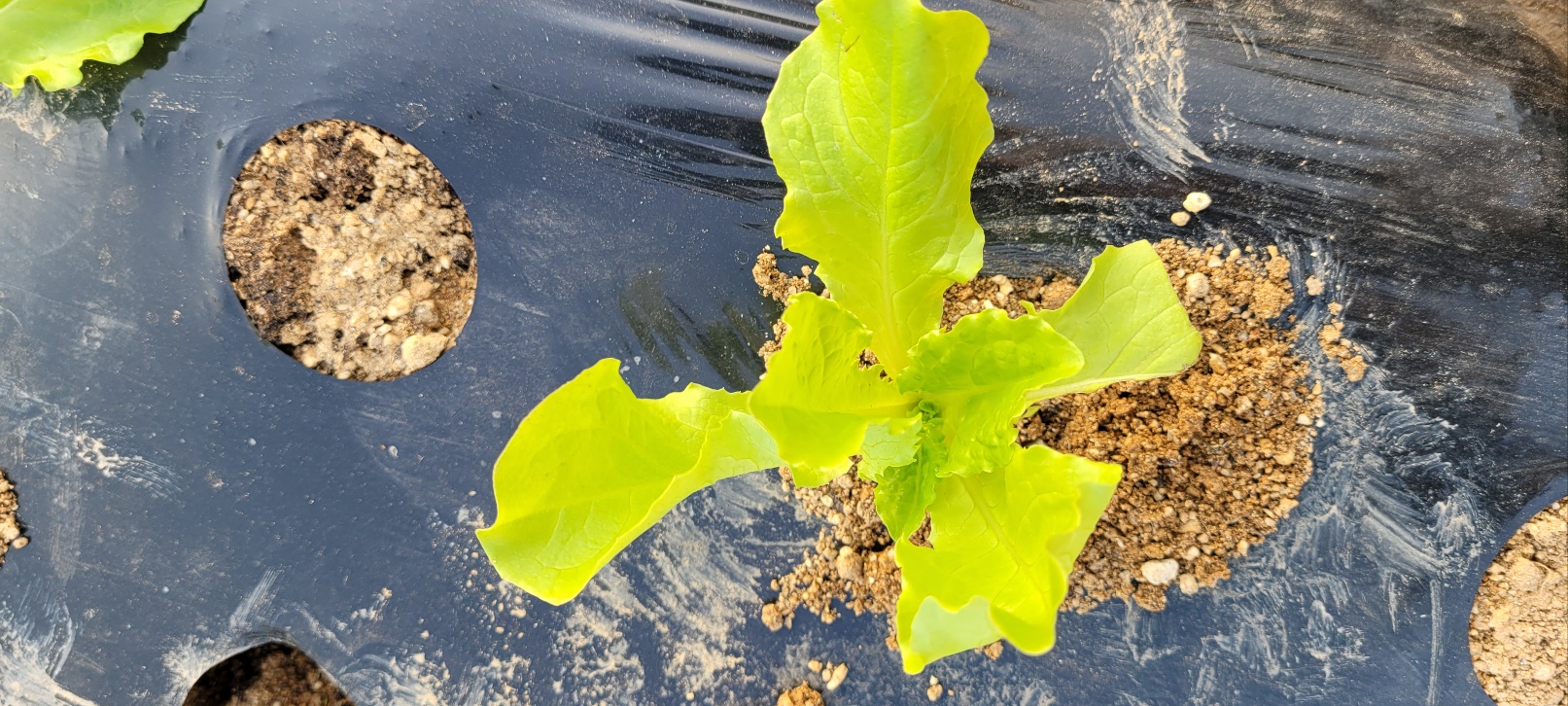 lettuce Object Detection Dataset by leejaewoo