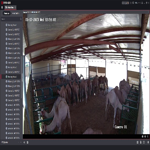 Camel Object Detection Main Object Detection Dataset By Razaimam45
