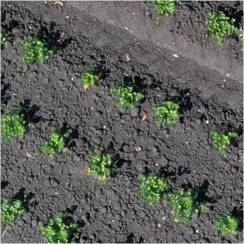 grass Object Detection Dataset and Pre-Trained Model by zhaw