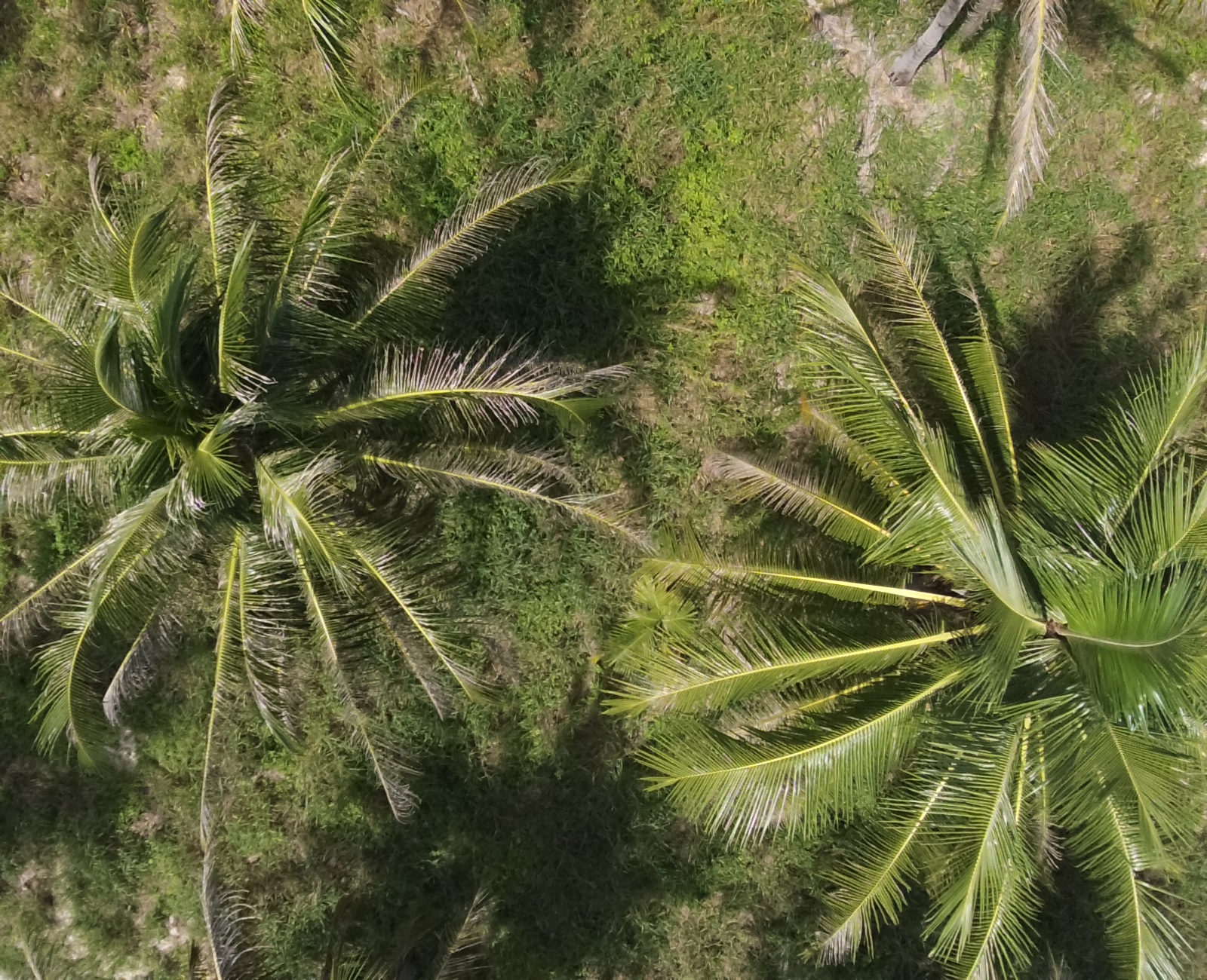 Coconut Model3 Object Detection Dataset By New Workspace G7gln