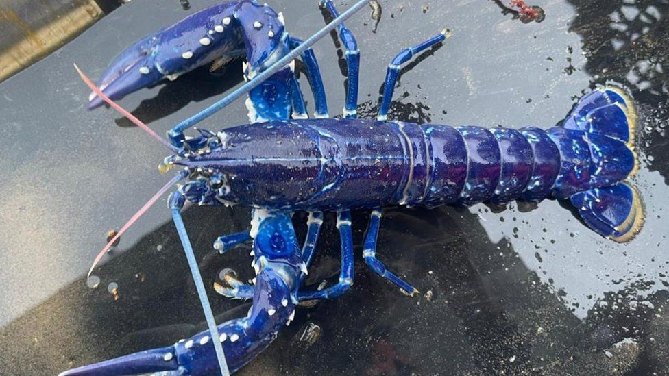 Shrimp Object Detection Dataset By Shrimpproject