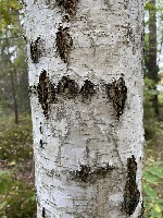 Tree trunks Object Detection Dataset and Pre-Trained Model by Jacob Carlsson