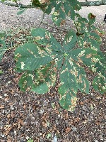 Tree trunks Object Detection Dataset and Pre-Trained Model by Jacob Carlsson