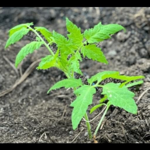 Tomato Leaf Detector V3 Object Detection Dataset And Pre Trained Model