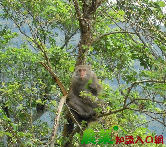monkey Object Detection Dataset (v1, 2023-08-03 7:38am) by project-gvib8