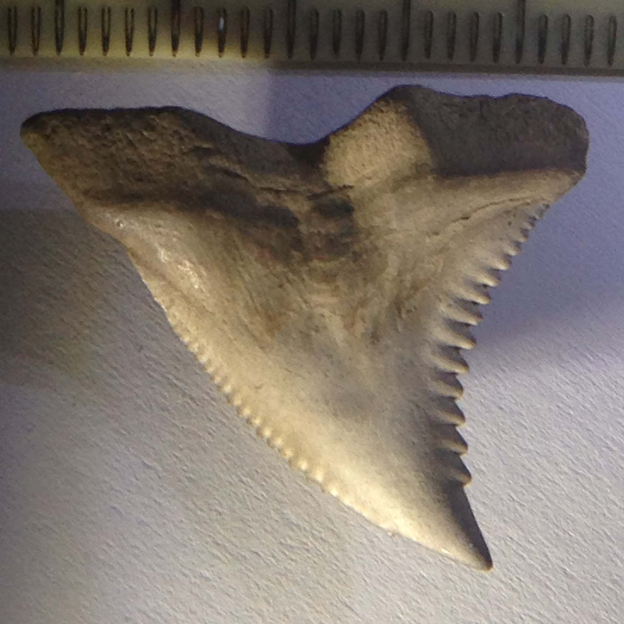 Sharktoothfunction - Roboflow Universe