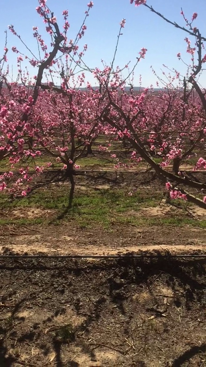 Peach Flower Object Detection Dataset By Computer Vision